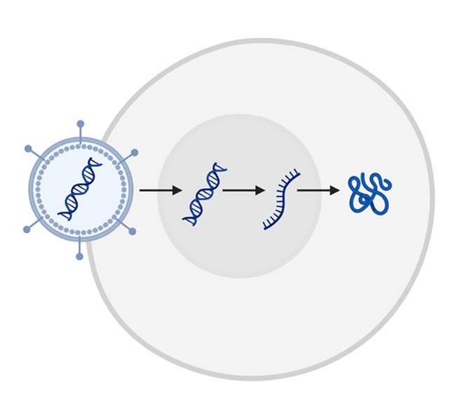 Viral Vectors 101: Transductions